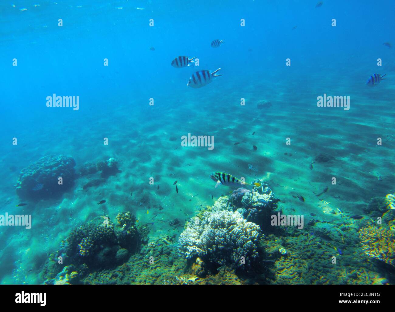 Underwater landscape with coral reef. Hard coral shapes. Coral fish ...