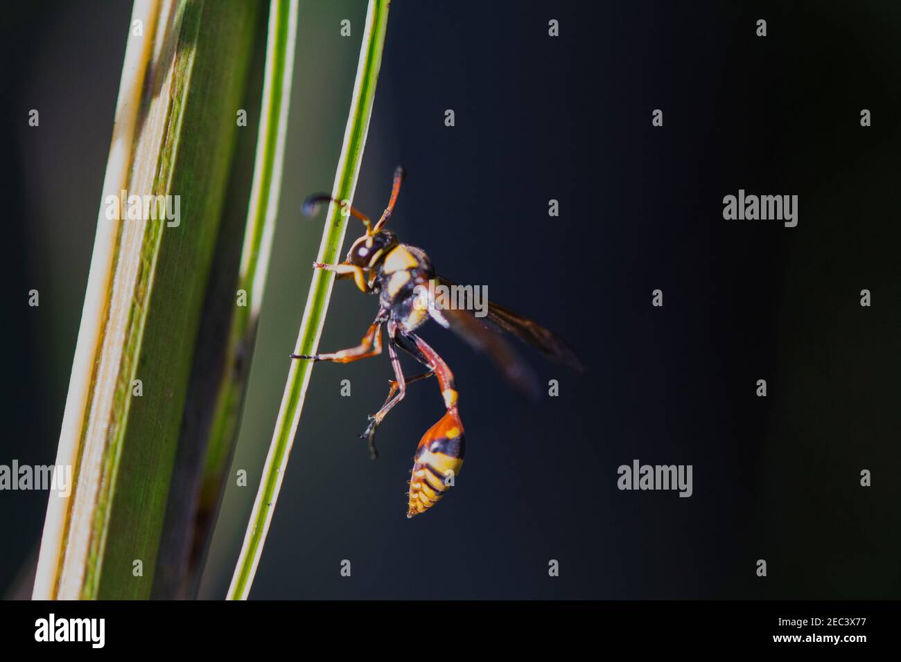 Colorful bee on palm leaf closeup. Tropical nature macro photo. Thread ...