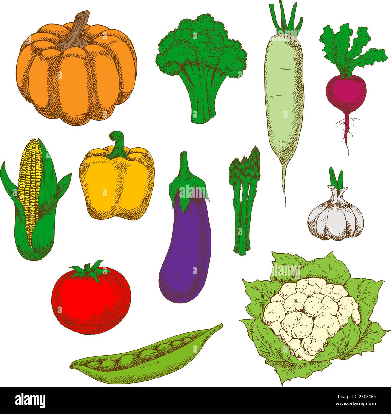 Dietary vegetables sketches for healthy eating design with fresh tomato ...