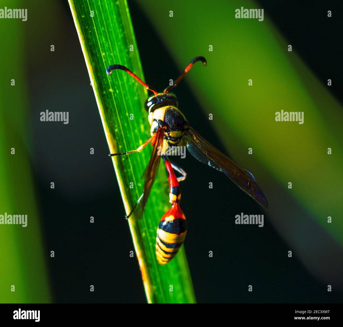 Tropical wasp in nature. Thread-waisted wasp on palm leaf. Unusual ...
