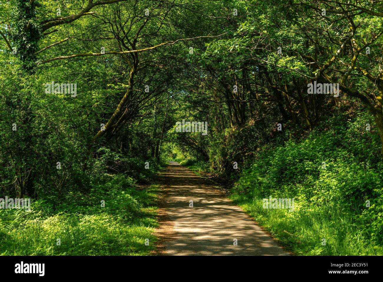 Dappled light on a path through a tunnel of green foliage Stock Photo ...