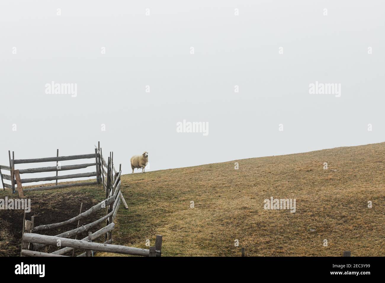 Sheep in the misty meadow Stock Photo - Alamy