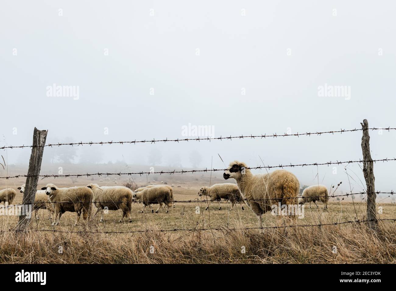 Flock domestic wool sheep hi-res stock photography and images - Alamy