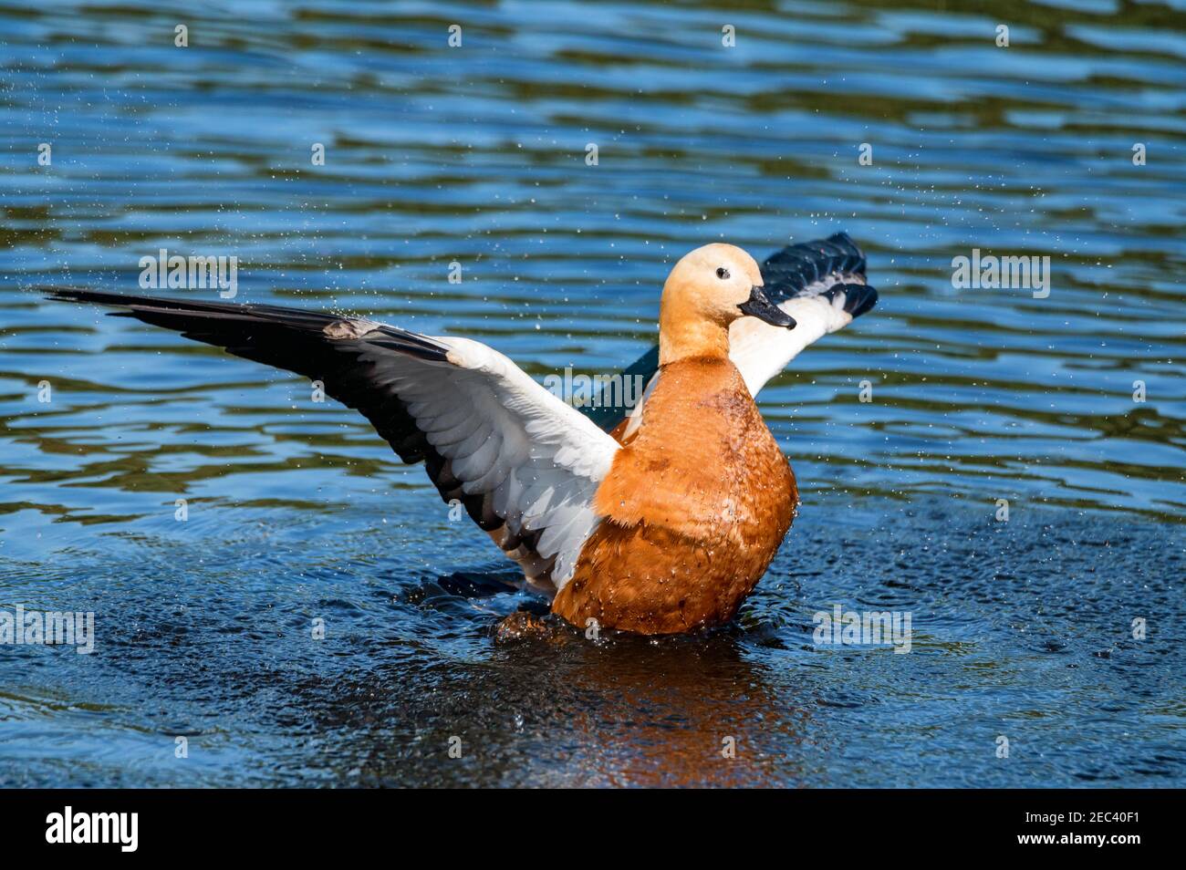Swimming flaps hi-res stock photography and images - Alamy