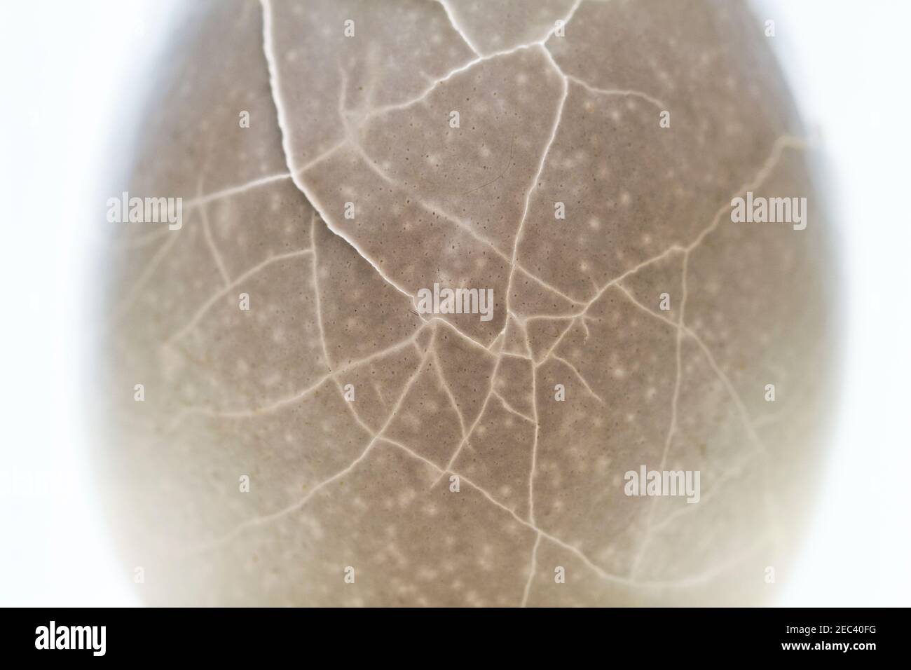 Cracked egg shell closeup texture. Crack eggshell pink toned photo ...