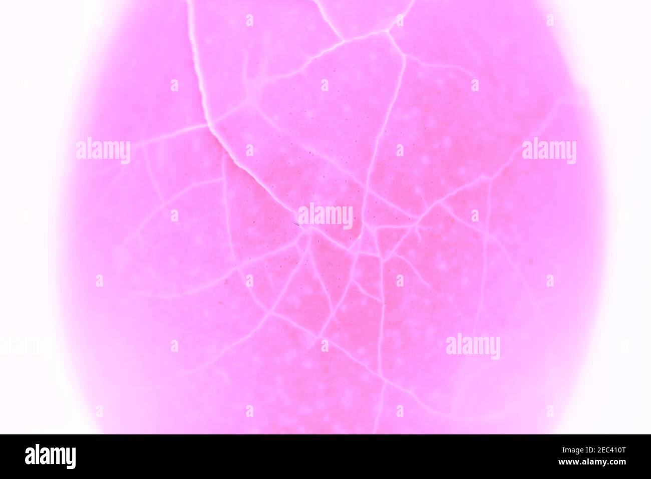 Cracked egg shell closeup texture. Crack eggshell pink toned photo ...