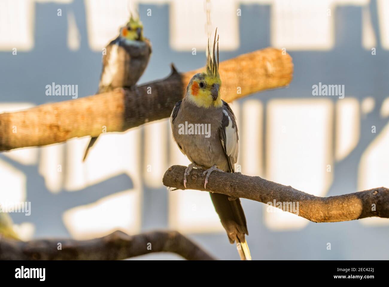 Cockatiels hi-res stock photography and images - Alamy