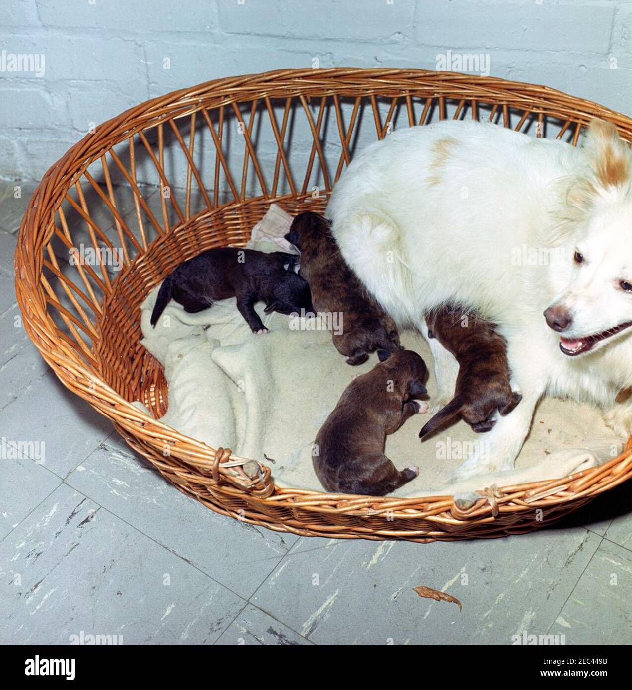 Pushinka (White House dog) u0026 her puppies. Kennedy family dog ...