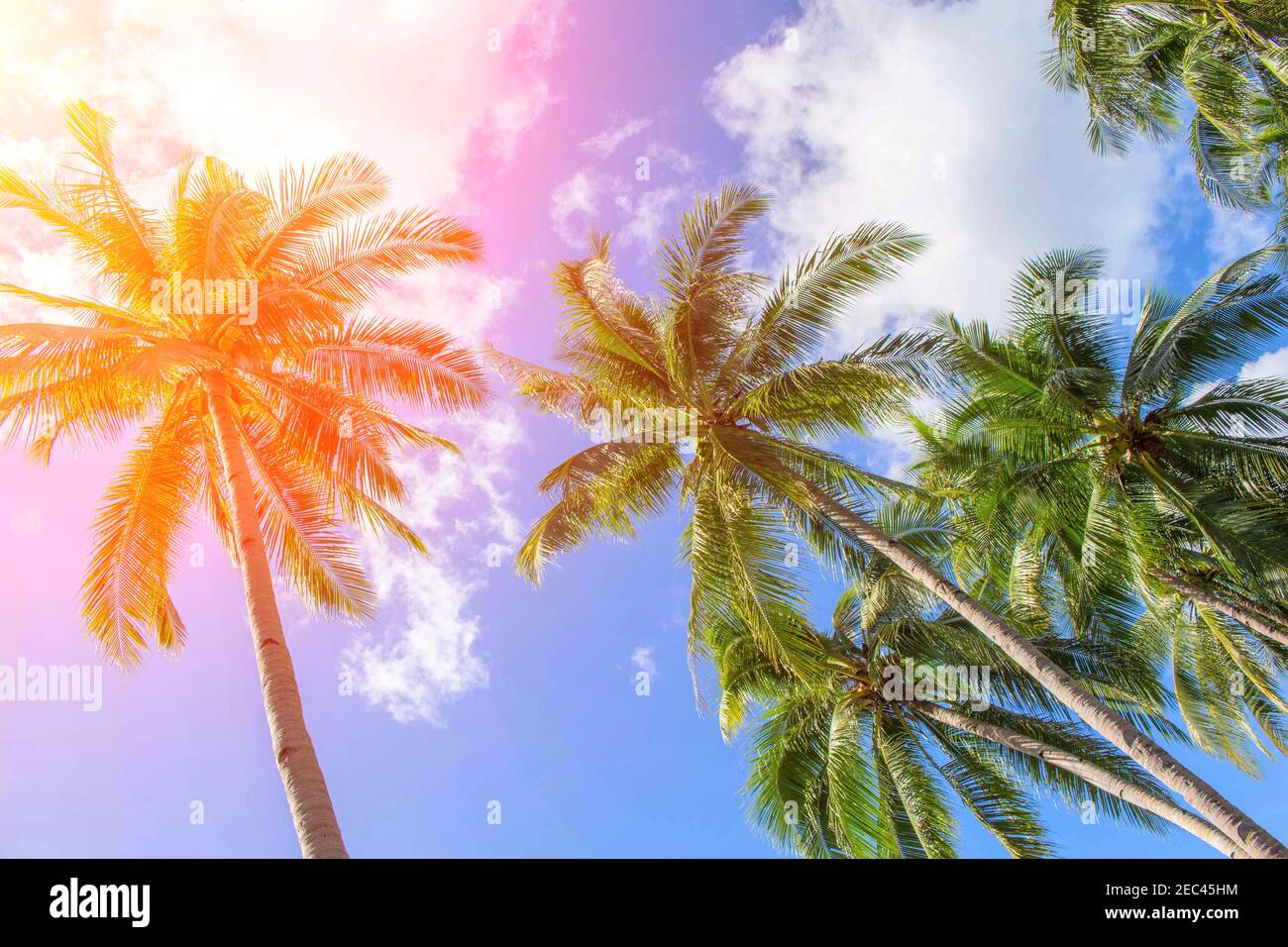 Coco palm tree in orange sunlight. Tropical landscape with palms. Palm ...