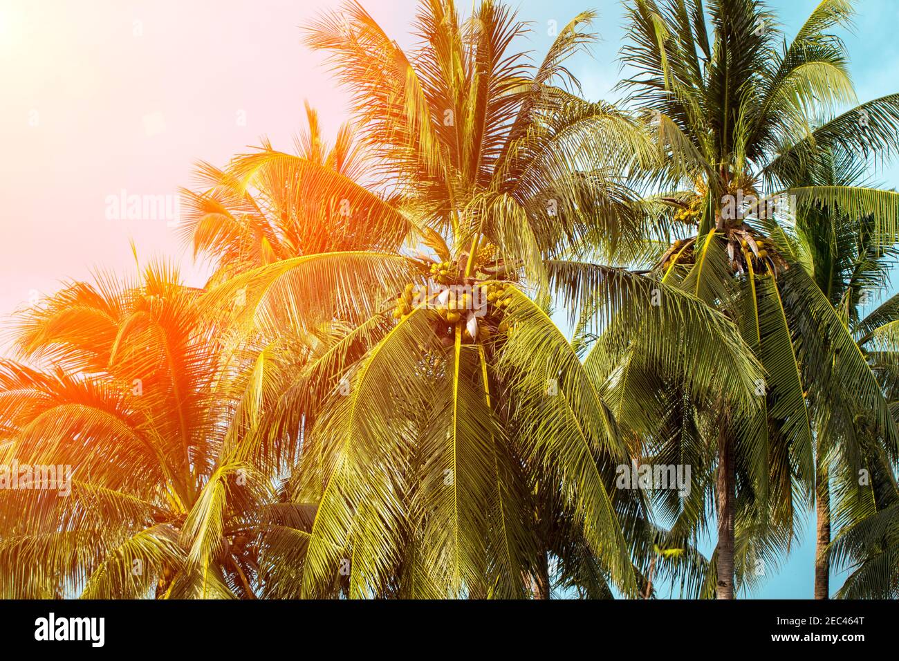 Coco palm tree in orange light. Tropical landscape with palms. Palm ...