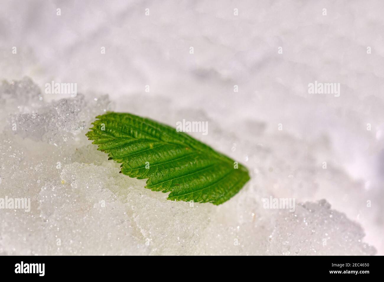 Flower or young green leaf appeared in cold snow. World of wonder ...
