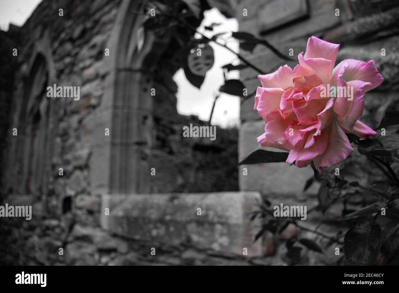 Pink rose next to medieval ruins Stock Photo - Alamy