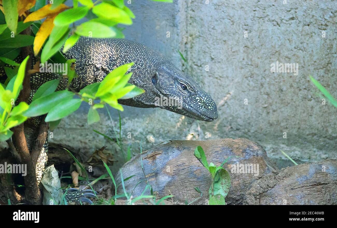 Water monitor lizard on the concrete bank of the canal. This species of ...