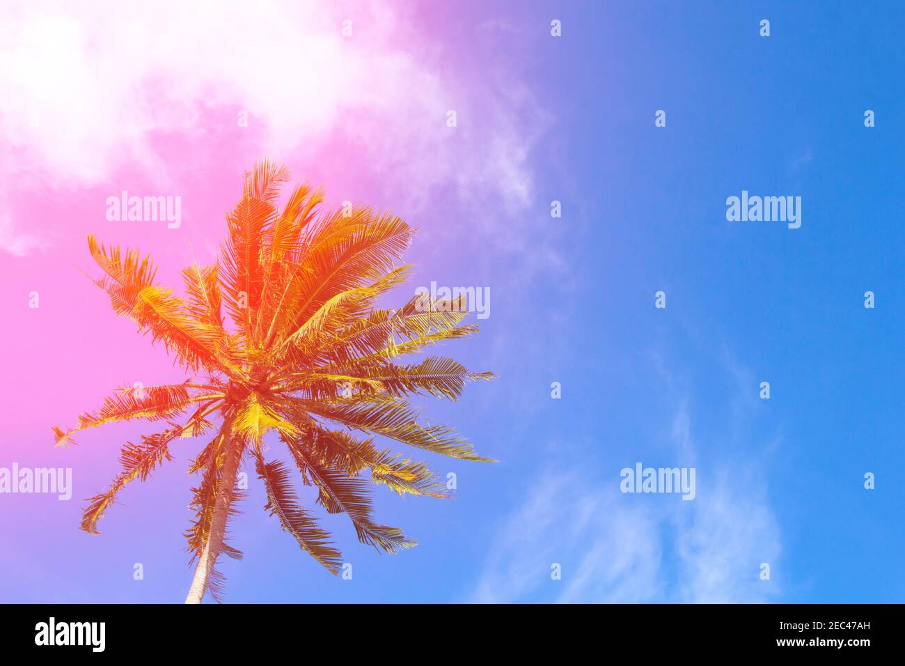 Hot pink flare on coco palm trees. Tropical landscape with palms. Palm ...