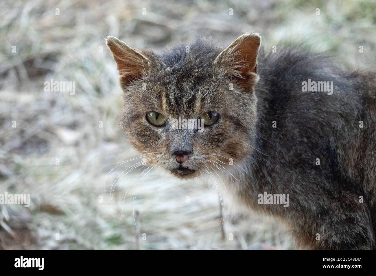 Wild stray cat in village. A very wayward and cunning cat walks around ...