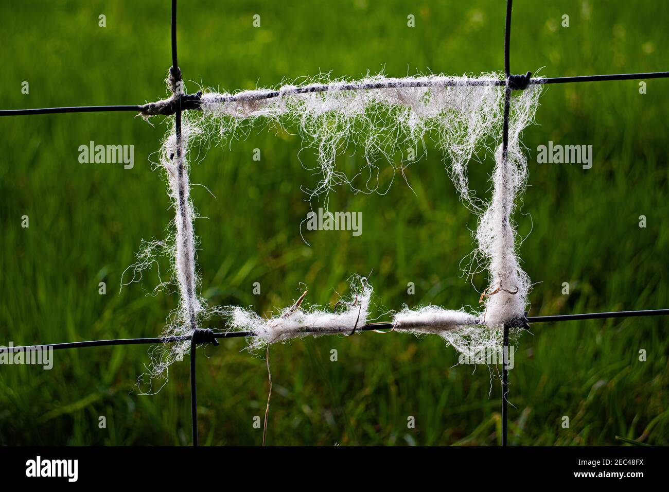 Sheep wire hi-res stock photography and images - Alamy