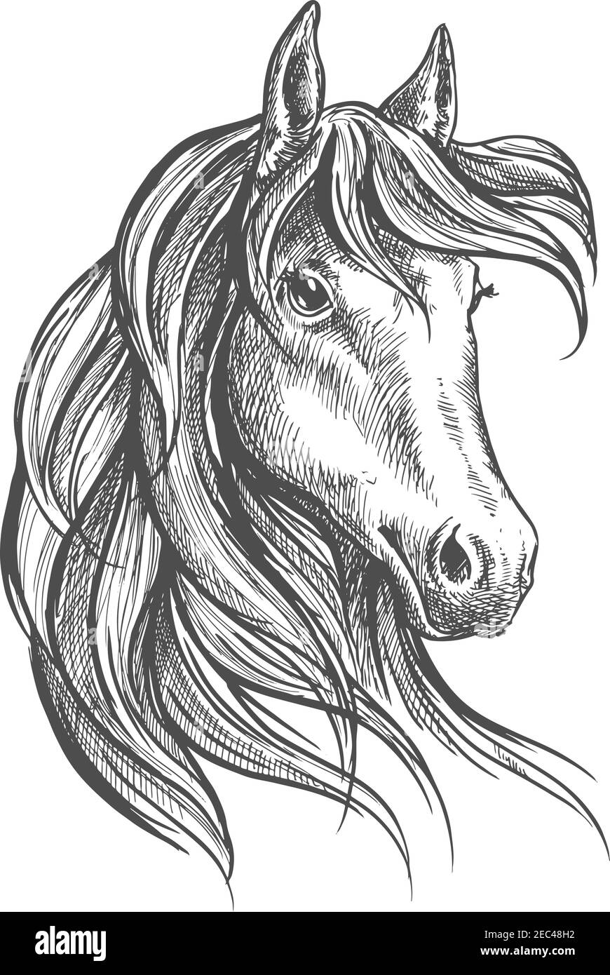 Forelock vector vectors hi-res stock photography and images - Alamy