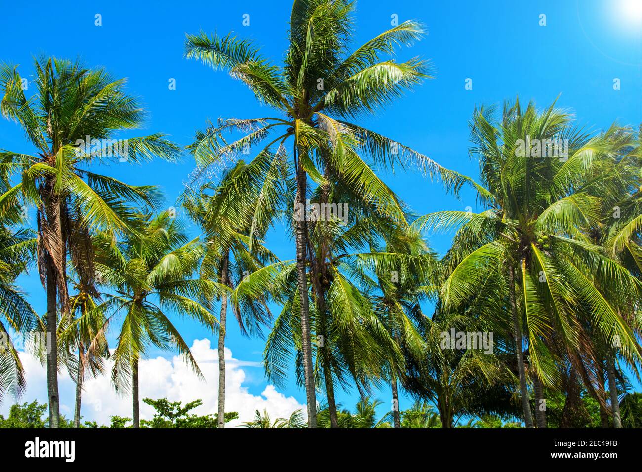 Coco palm tree with fluffy green leaves on bright sky. Tropical island landscape. Exotic ...