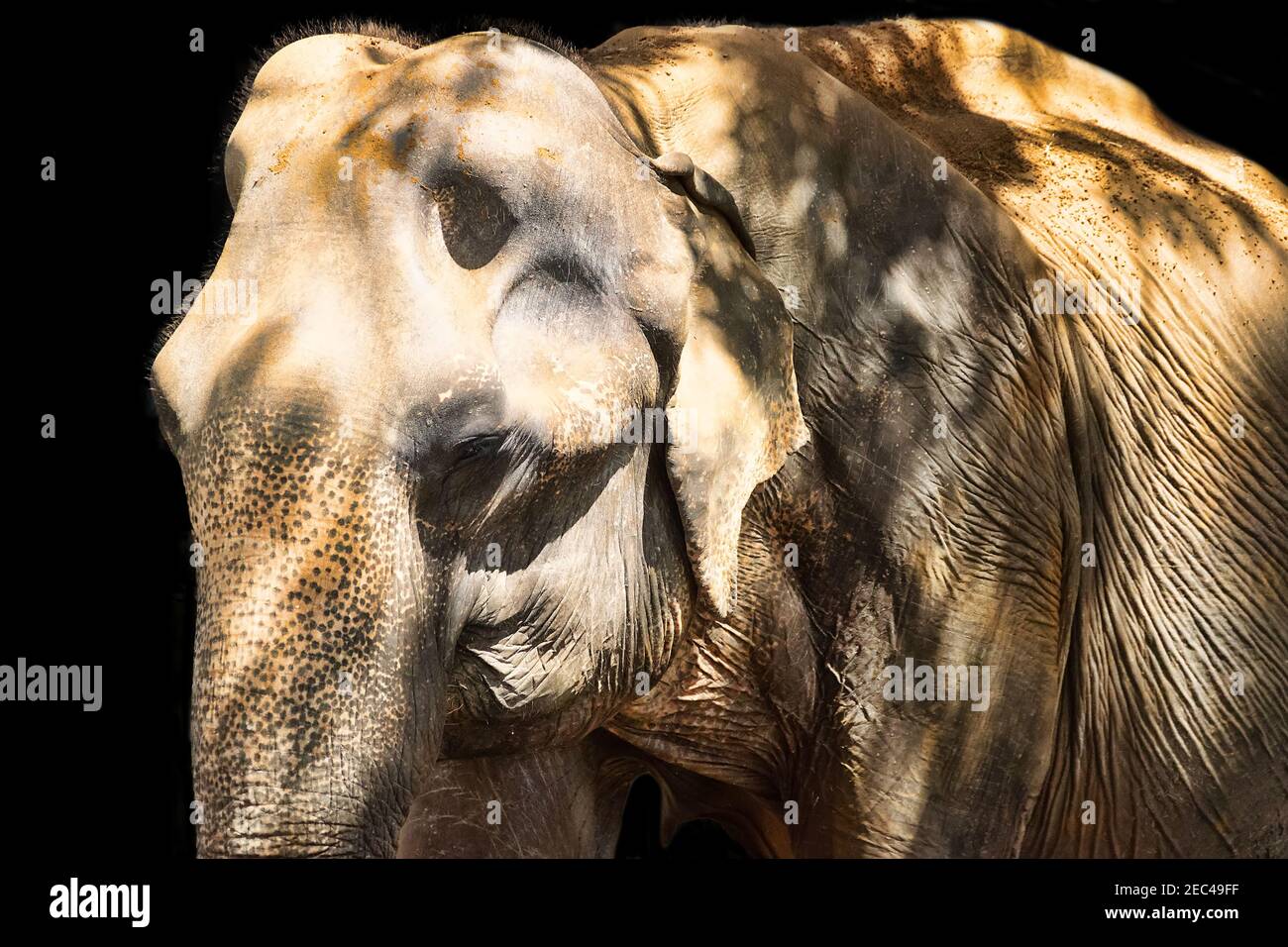 Head of an old Indian elephant, wrinkled skin Stock Photo - Alamy