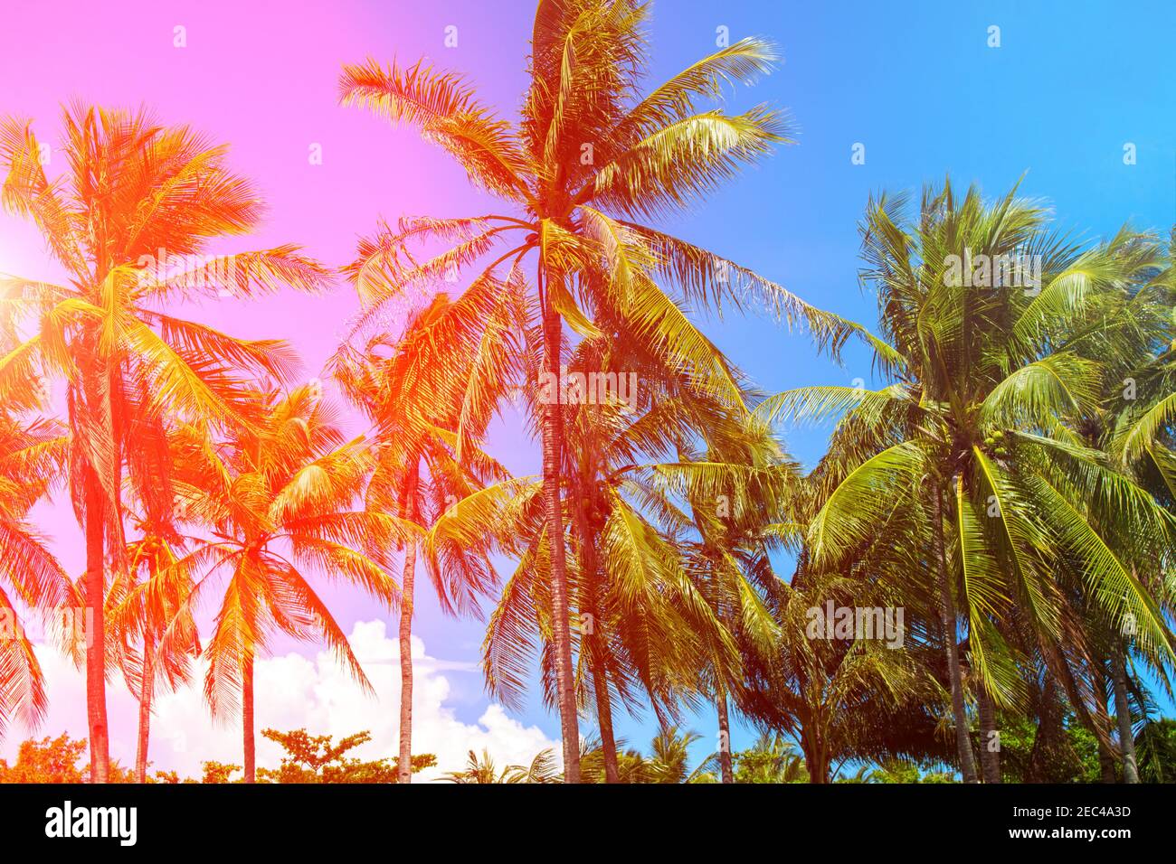 Pink light on coco palm trees. Tropical landscape with palms. Palm tree ...