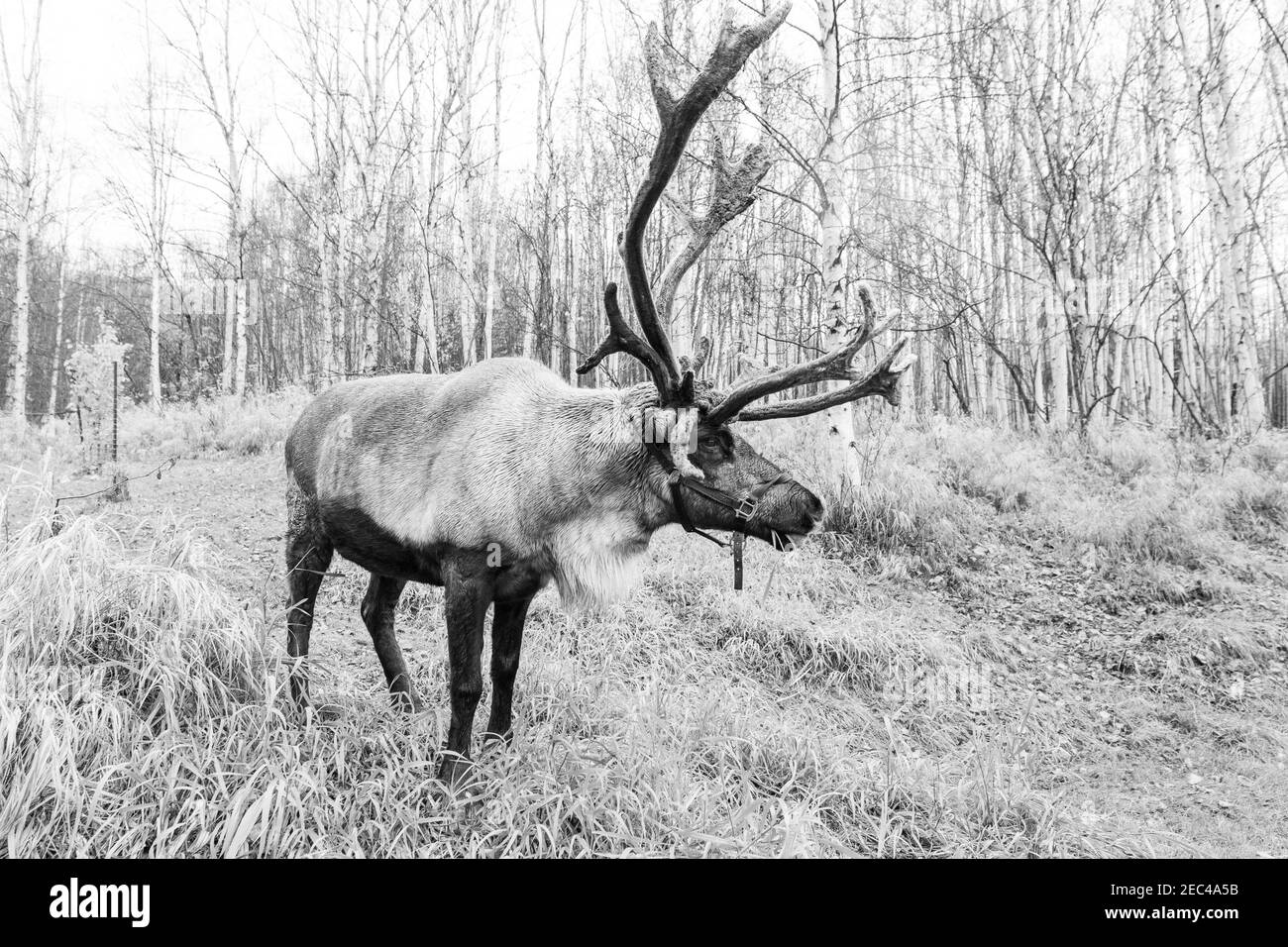Reindeer Black and White Stock Photos & Images - Alamy