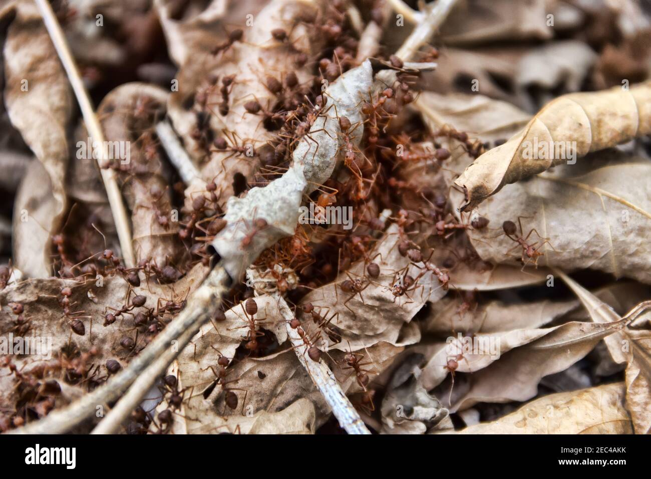 Fire ant - green tree ant (Oecophylla) in winter dry forest construct a ...