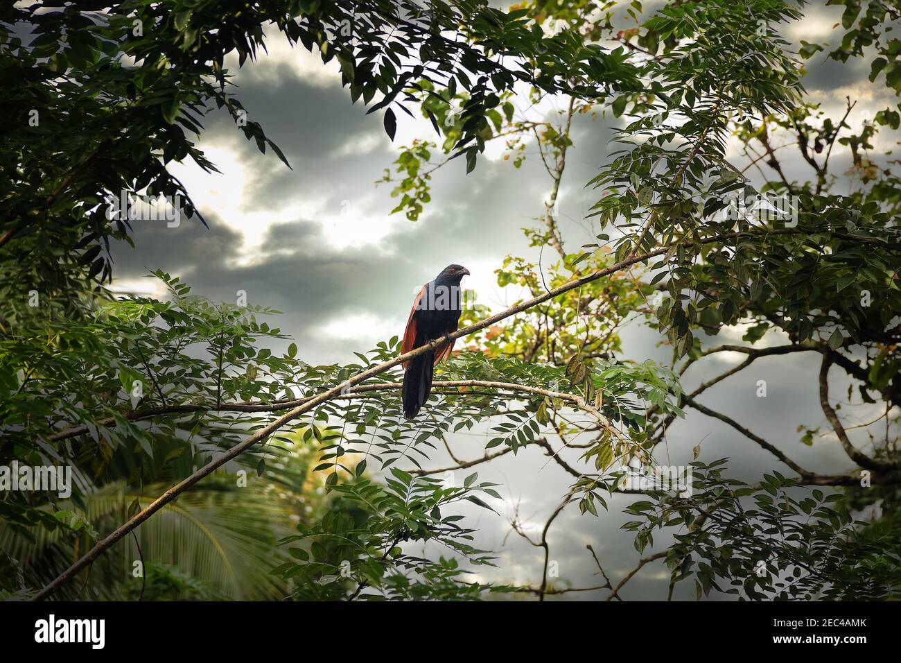 Winter tropical treescape and Greater Coucal (Centropus sinensis ...
