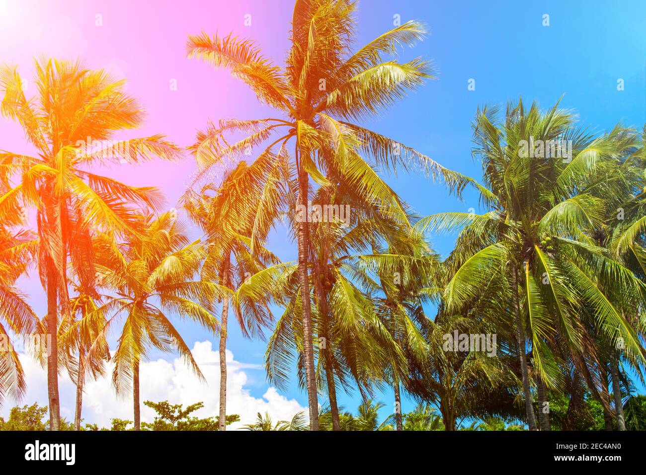 Coco palm trees in pink sun flare. Tropical landscape with palms. Palm ...