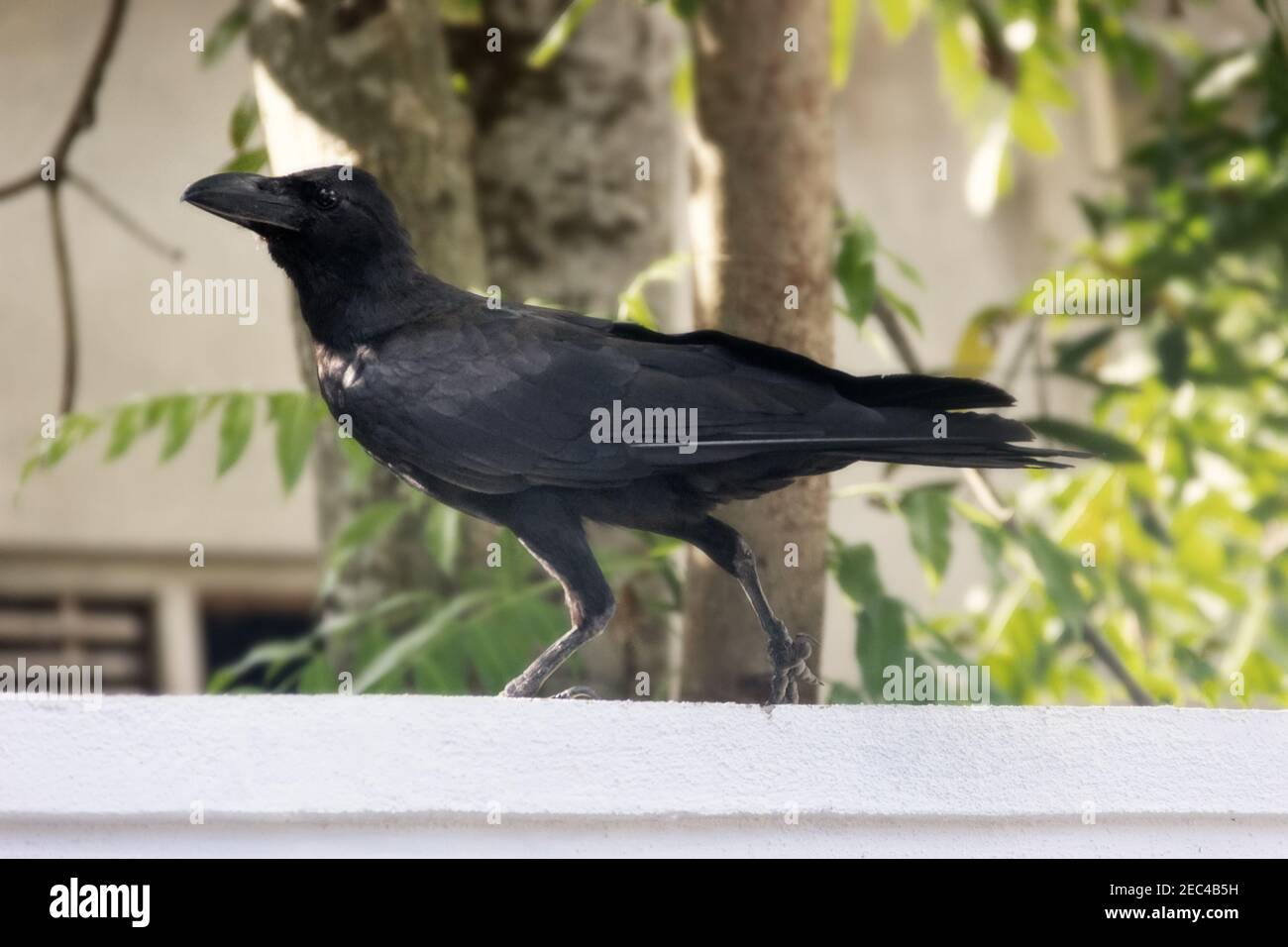 Indian jungle crow (Corvus culminatus). Crow in the city, synanthropic ...