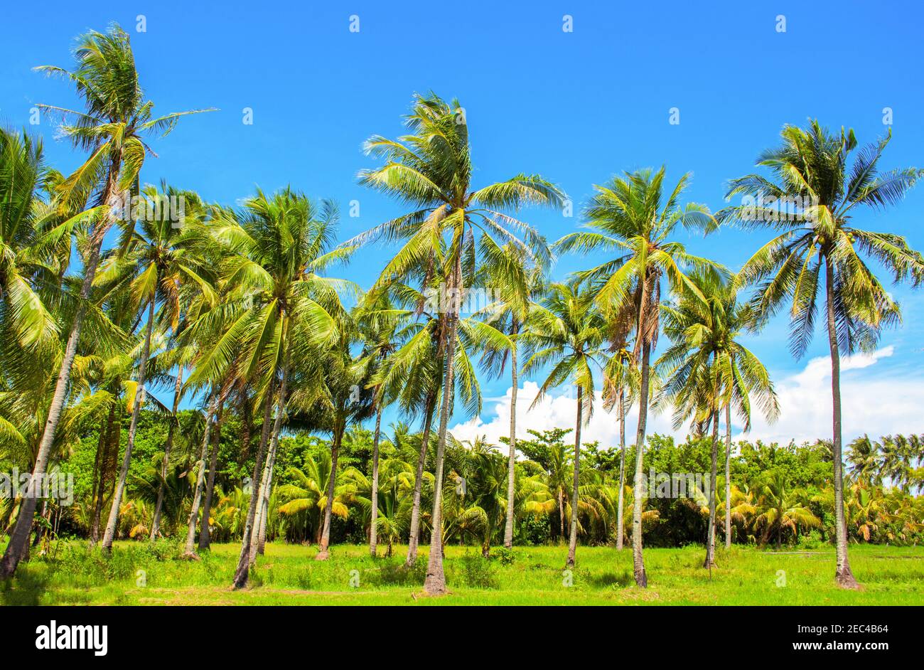 Vibrant landscape with coco palm trees. Tropical panorama with palm ...