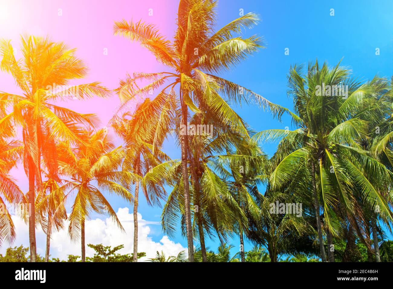Vibrant filter on coco palm trees. Tropical landscape with palms. Palm ...