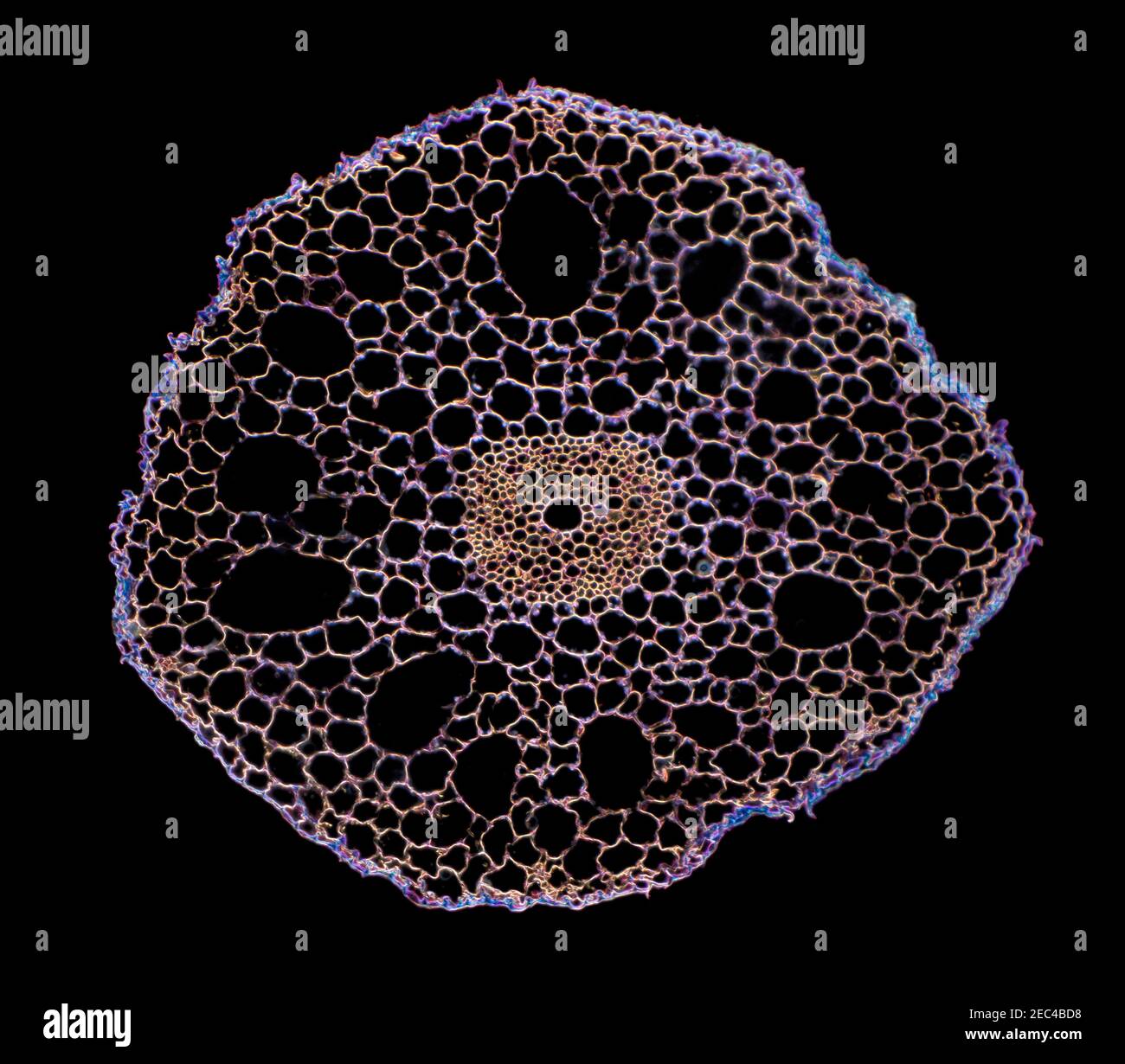 Canadian pondweed, Elodea canadensis, stem TS. Darkfield ...