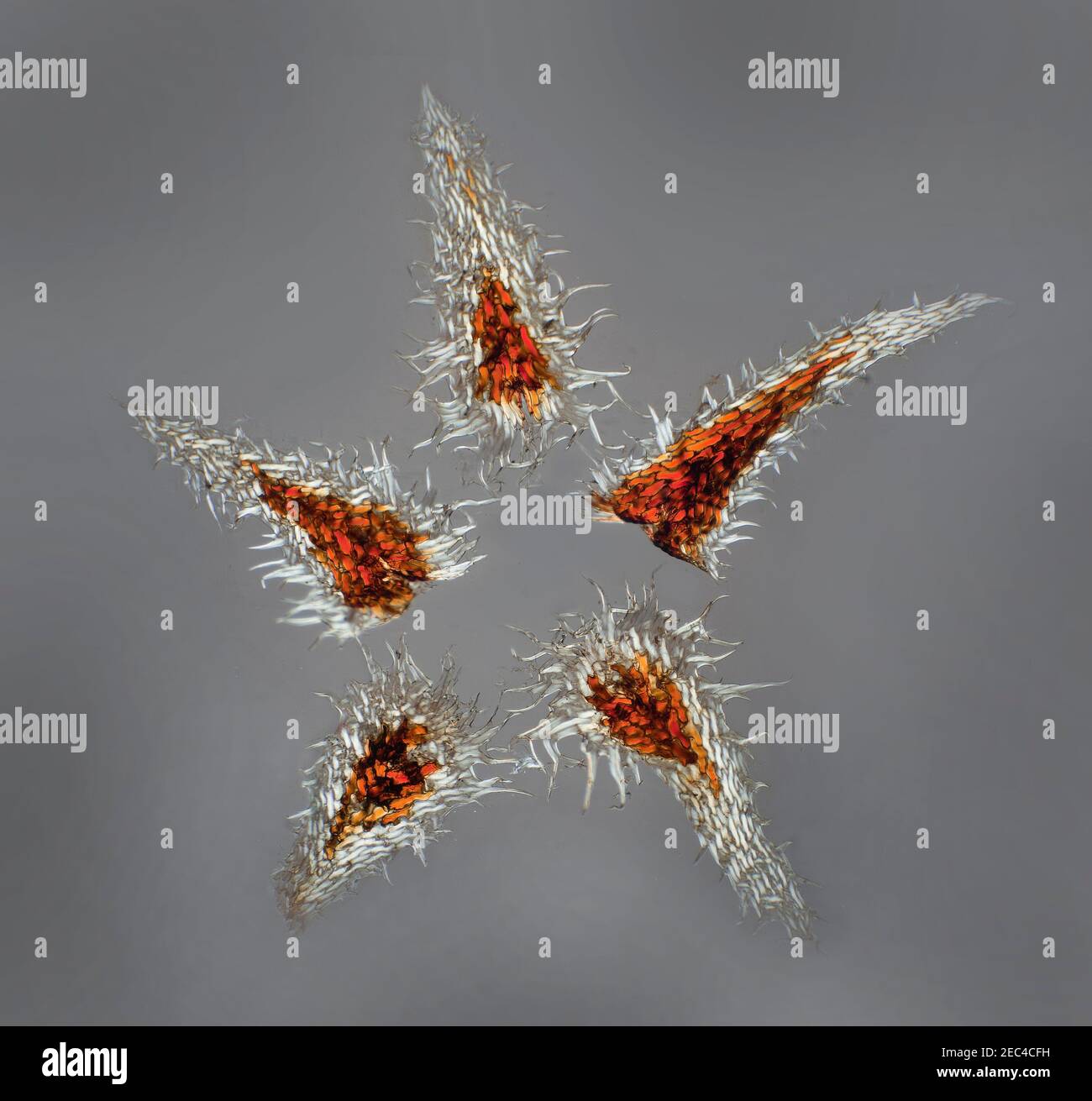 Victorians fern hi-res stock photography and images - Alamy