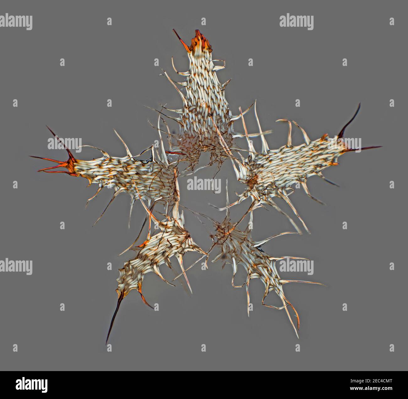 Victorians fern hi-res stock photography and images - Alamy