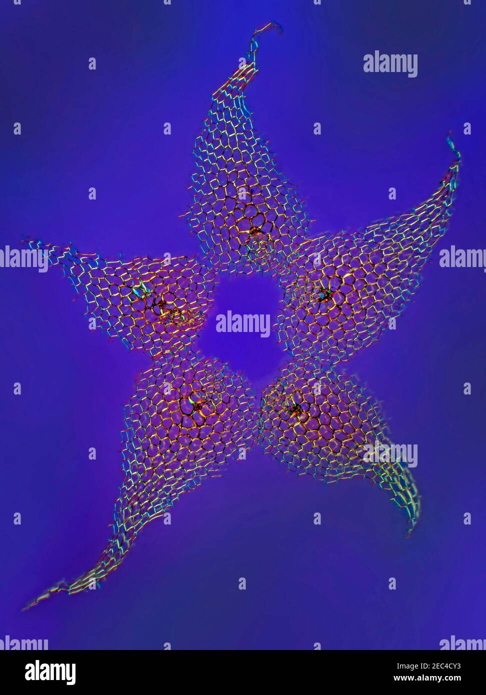 Victorians fern hi-res stock photography and images - Alamy