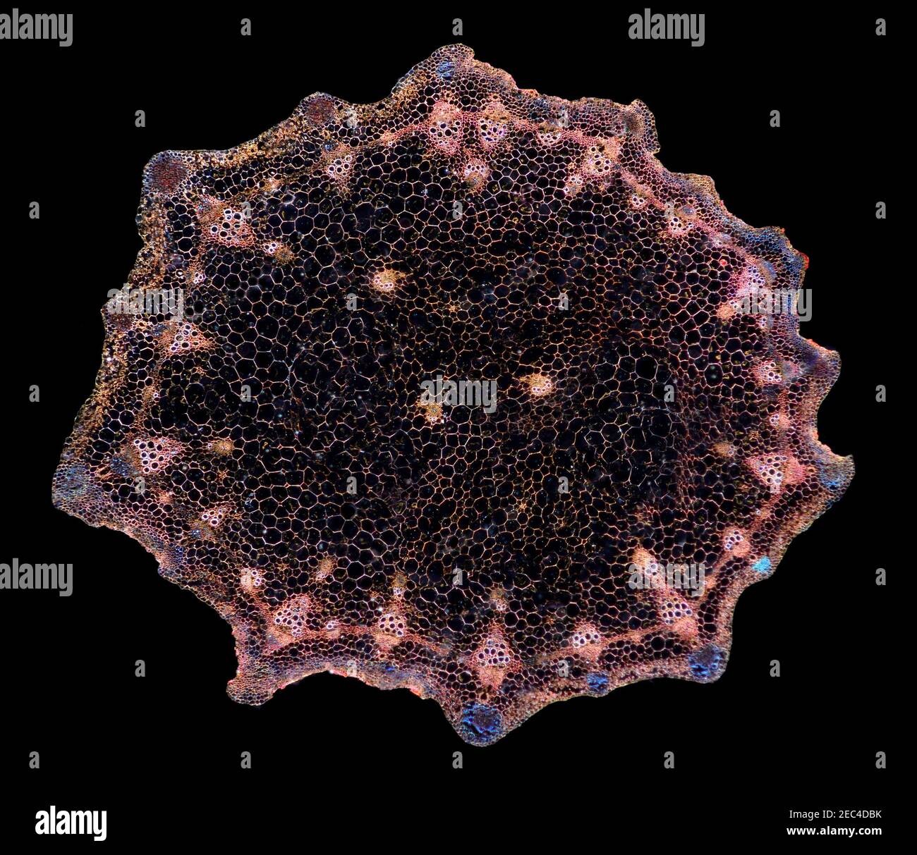 Hemlock water dropwort, Oeanthe crocata, stem TS. Darkfield ...