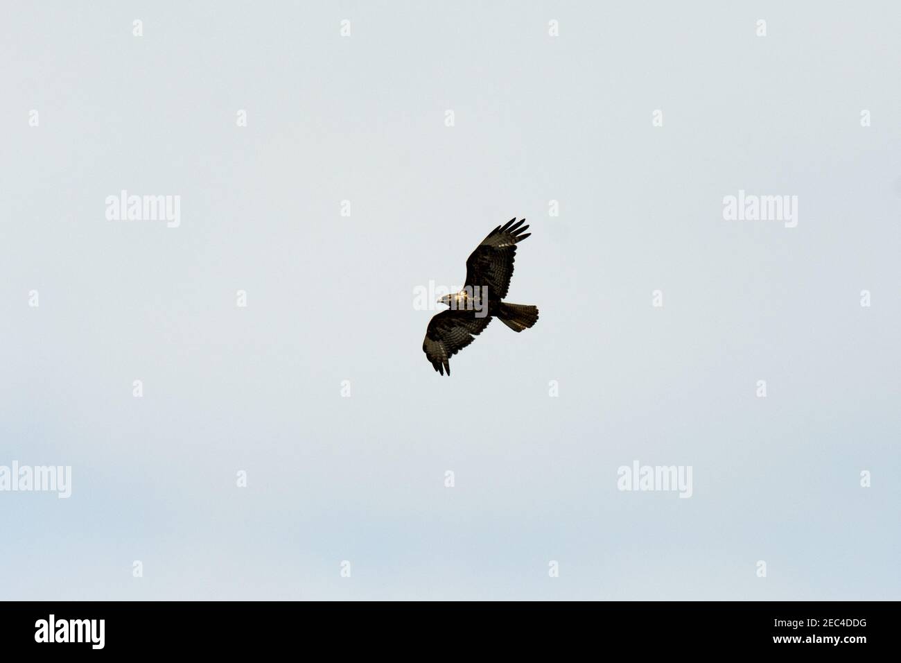 Galapagos Hawk flying over Santa Fe in the Galapagos Archipelago Stock ...