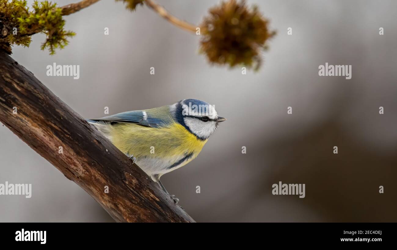 bird, natur, ast, wild lebende tiere, stieglitz, tier, baum, finch ...