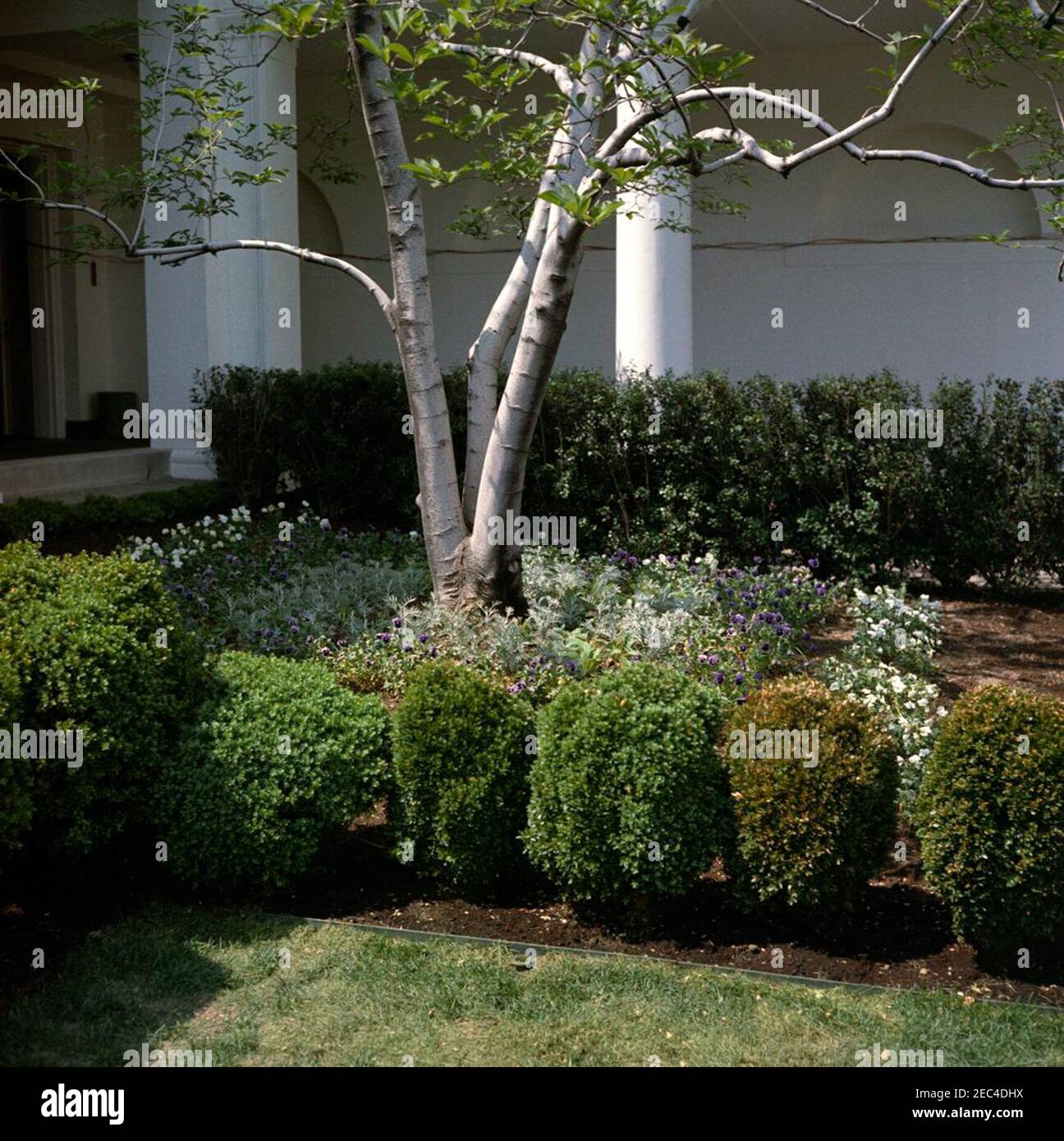 Rose Garden reconstruction, progress photos. View of the Rose Garden ...