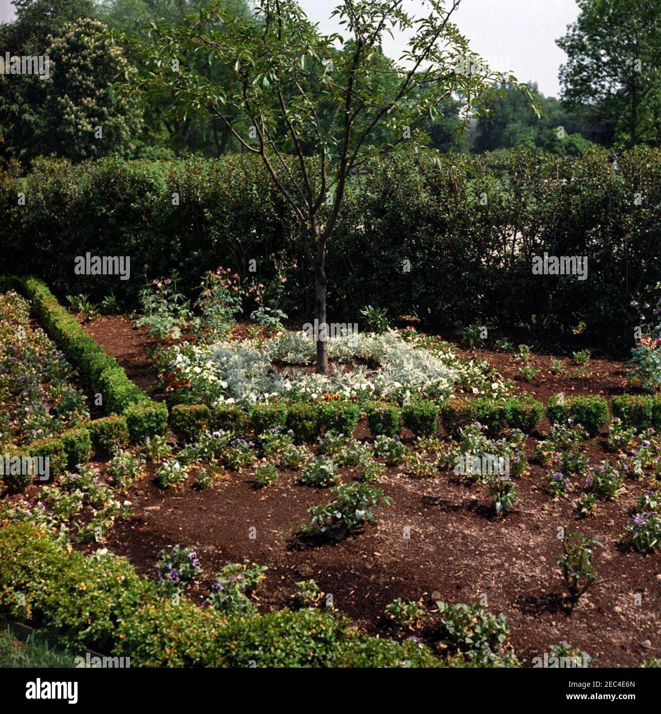 Rose Garden reconstruction, progress photos. View of the Rose Garden ...