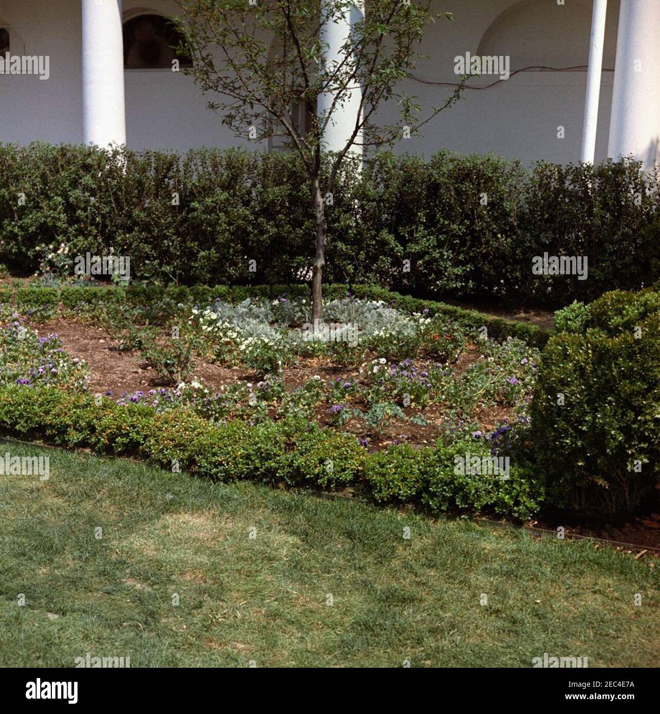 Rose Garden reconstruction, progress photos. View of the Rose Garden ...