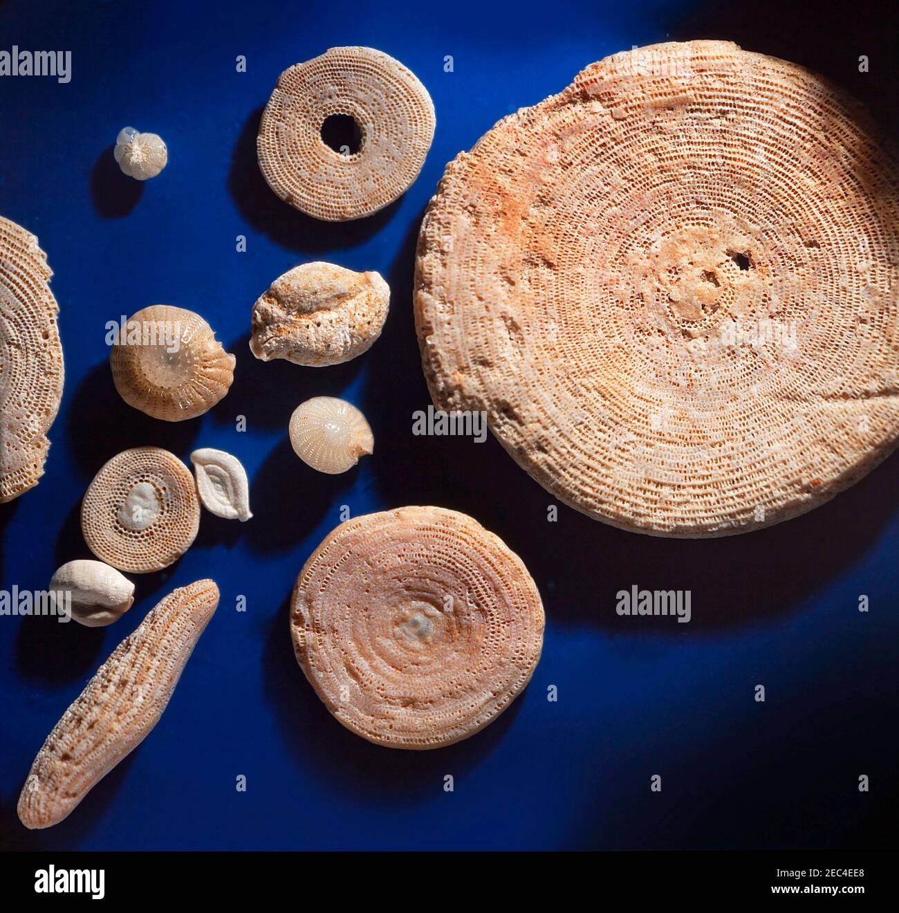 Thursday Island, Australia Stock Photo - Alamy