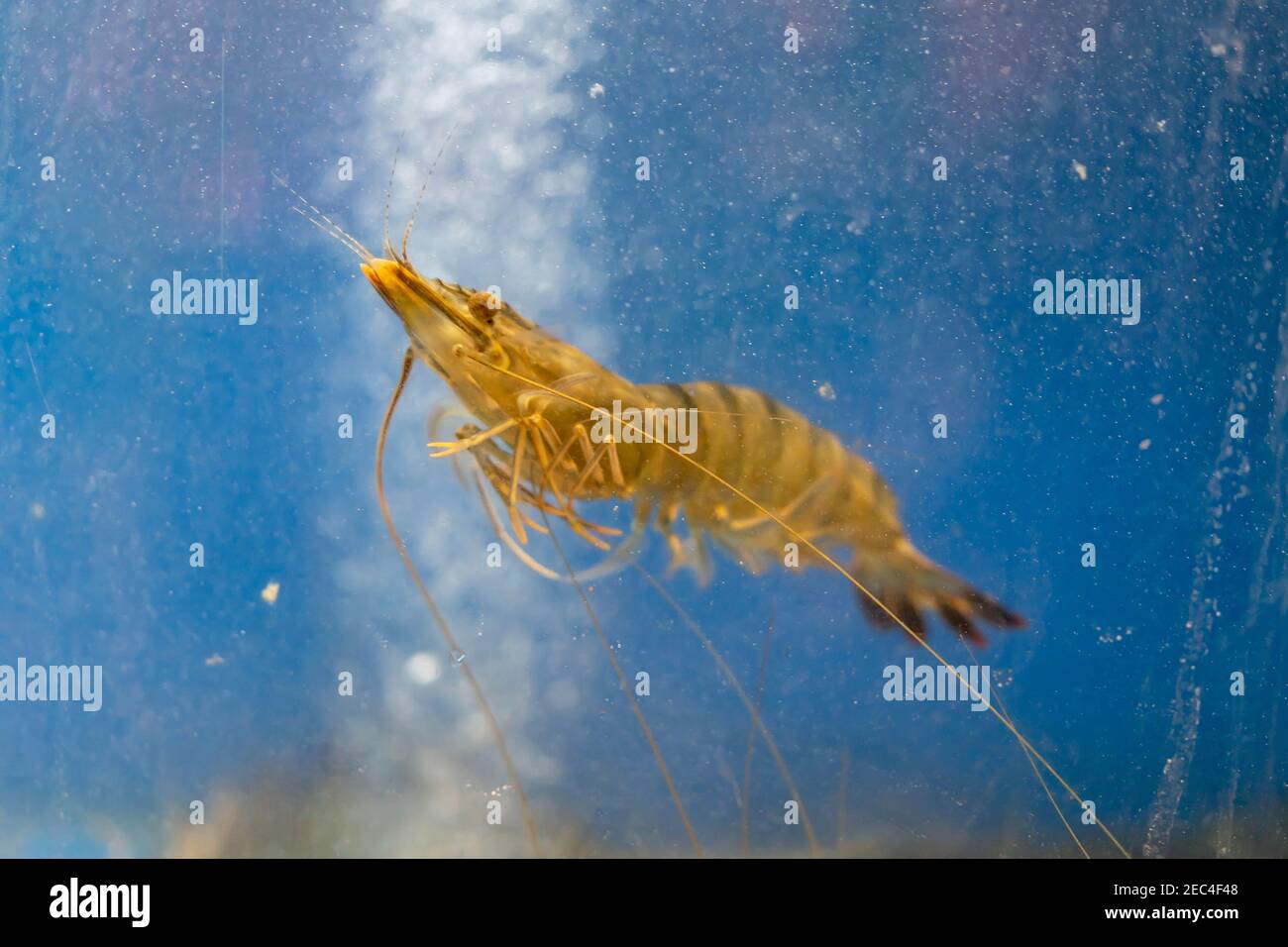 Alive Shrimp In Water
