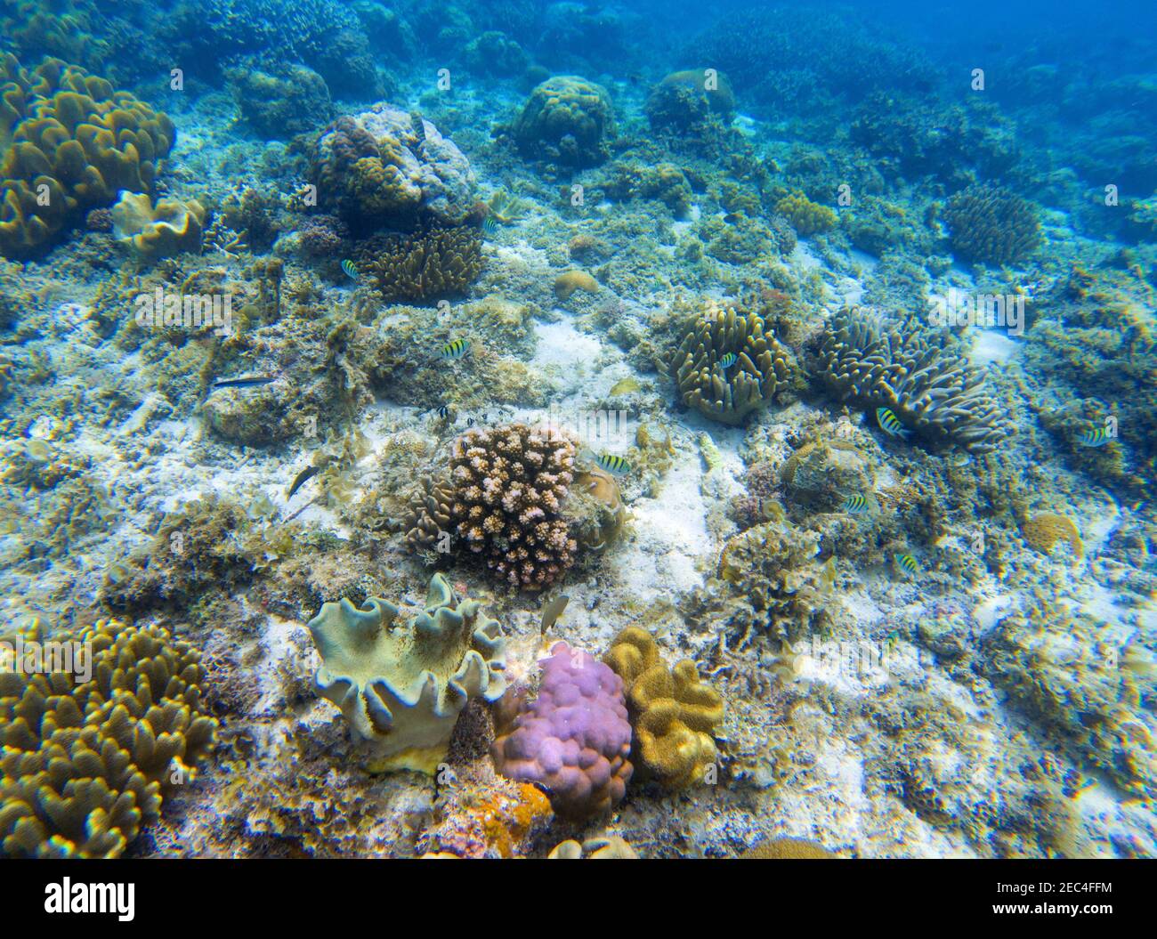 Underwater landscape with young coral reef. Diverse coral ecosystem ...