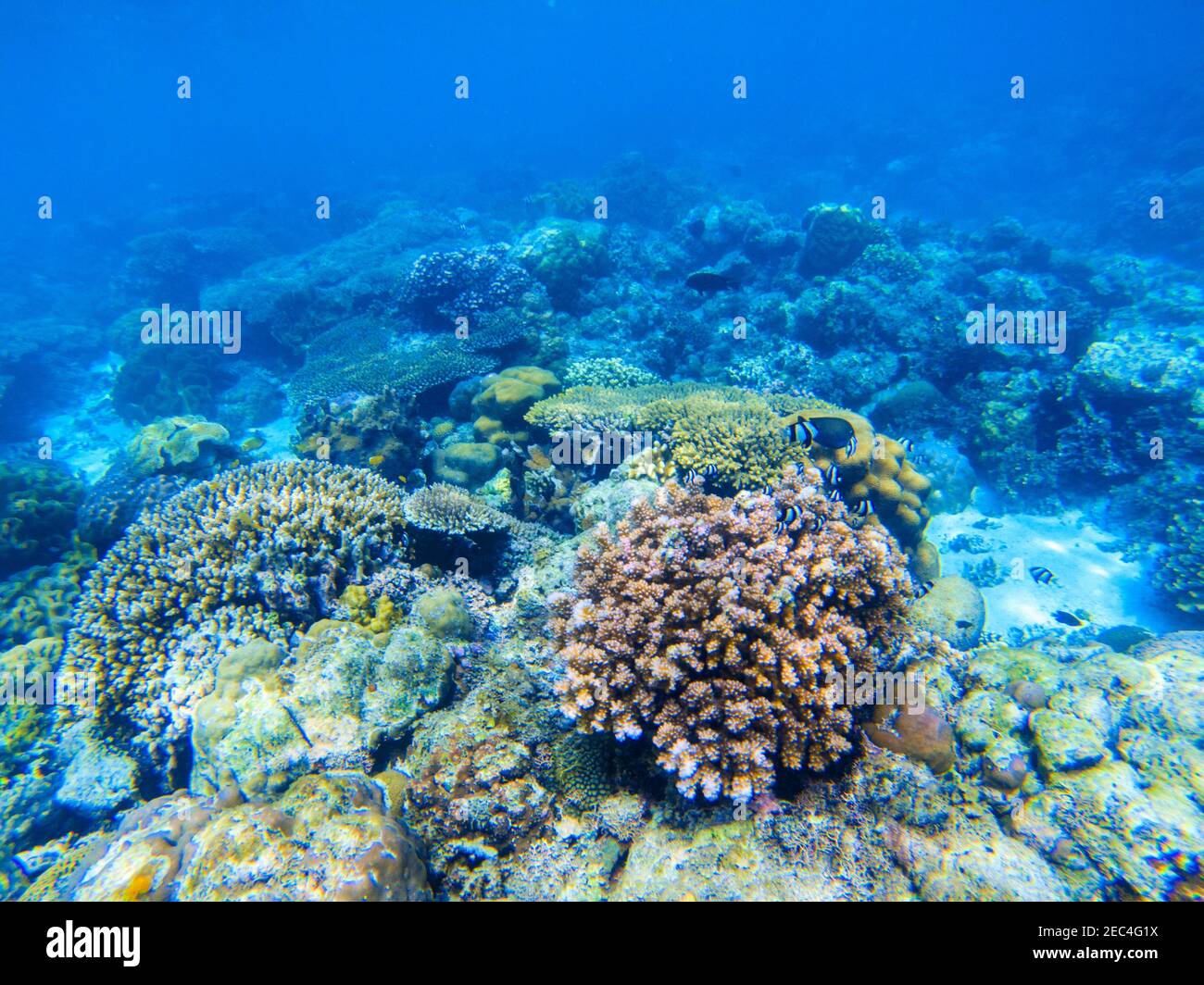 Coral reef undersea landscape. Diverse coral shapes. Coral fish in reef ...
