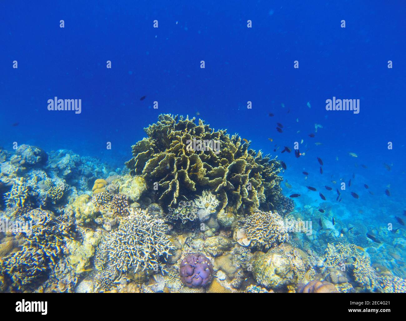 Sea Water Underwater Nature