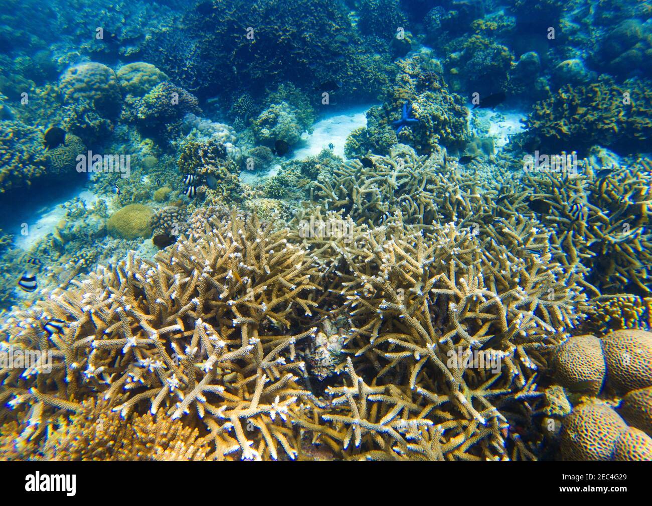 Underwater landscape with sharp coral reef. Diverse coral ecosystem ...