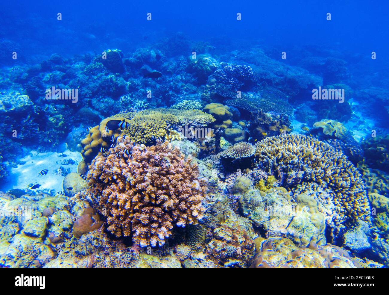 Diverse coral shapes hi-res stock photography and images - Alamy