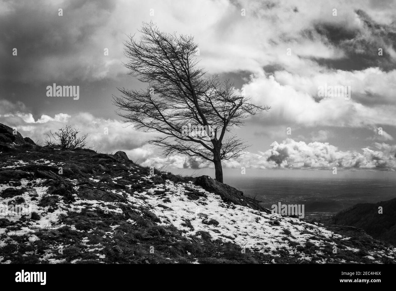 Autumn in mountains tree Black and White Stock Photos & Images - Alamy