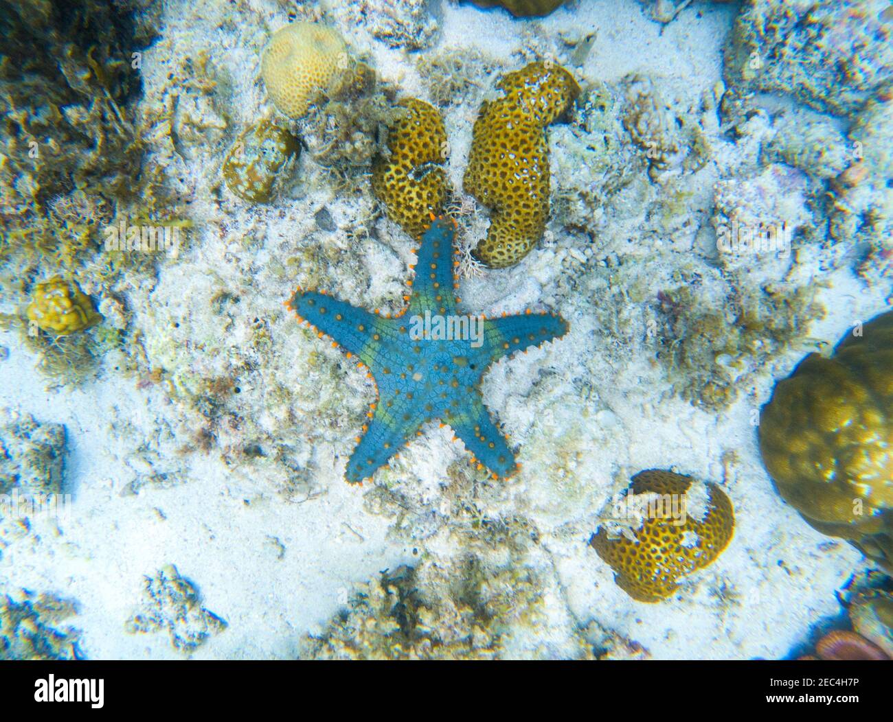 Starfish on sand seabottom. Undersea landscape with star fish. Tropical ...